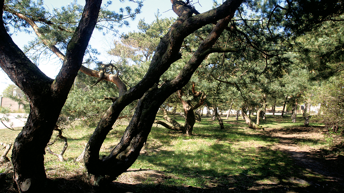 Tallskogsleden – en rofylld vandring mellan Råå och Planteringen ...