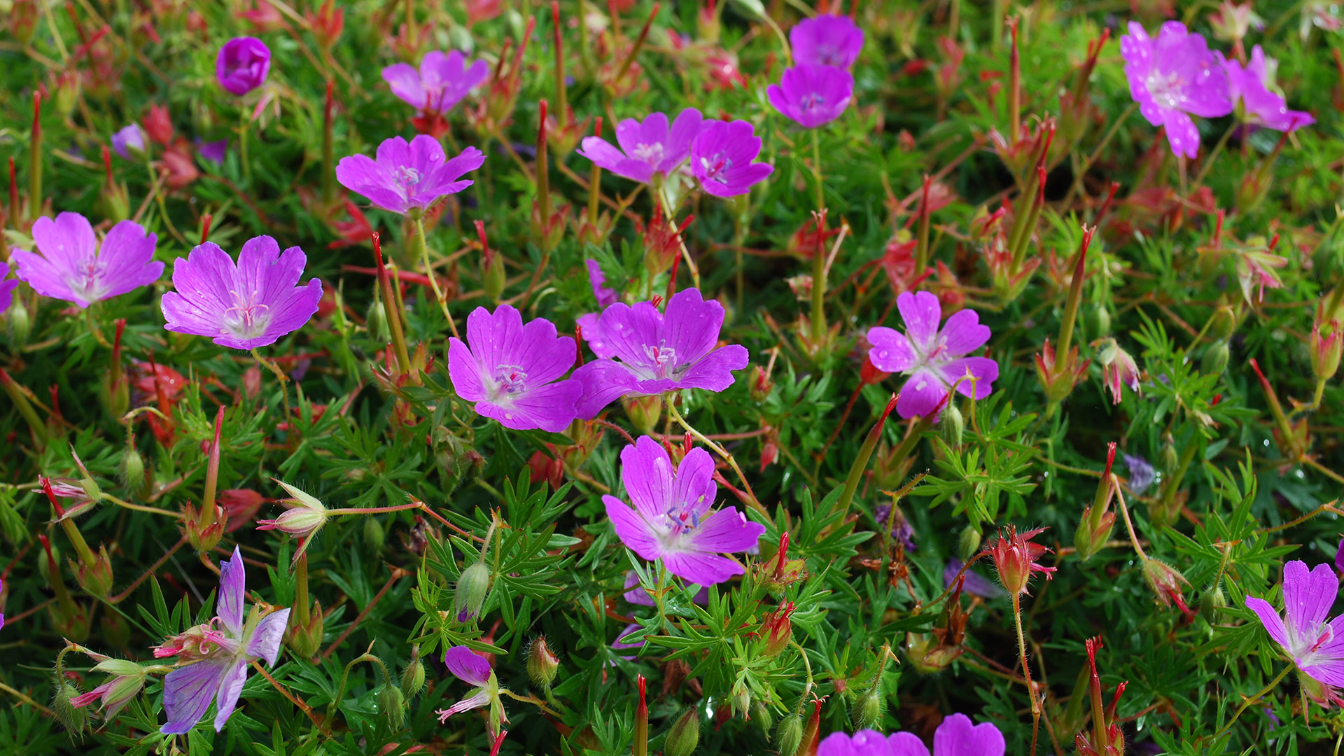 Torräng, Esket: Blodnäva | Helsingborg.se