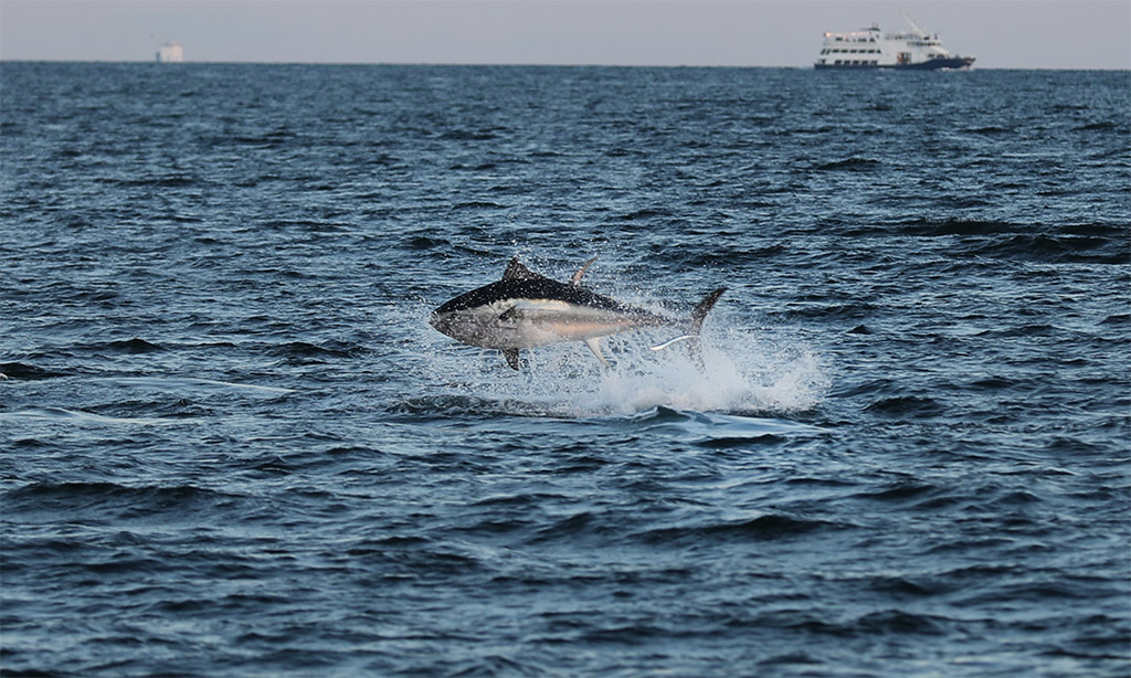 Tonfisksafari i Öresund - Visit Helsingborg