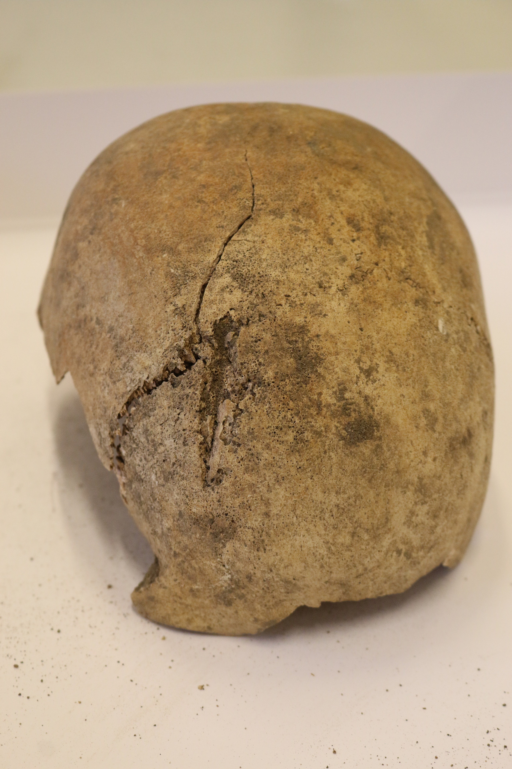 Kranium från St. Nicolai kyrkogård - Helsingborgs museum